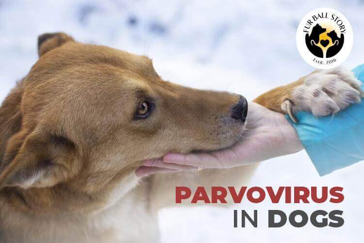 Parvovirus Enteritis in Dogs: Symptoms and Treatment Guide – Fur Ball Story